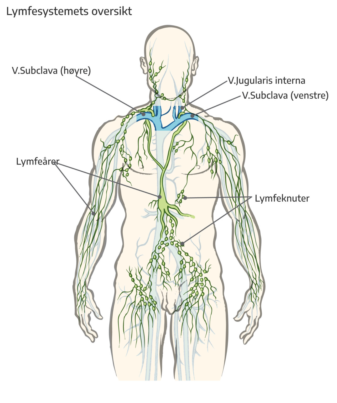 2.1 Lymfeårer – Sirkulasjonssystemet, lymfe og temperaturregulering