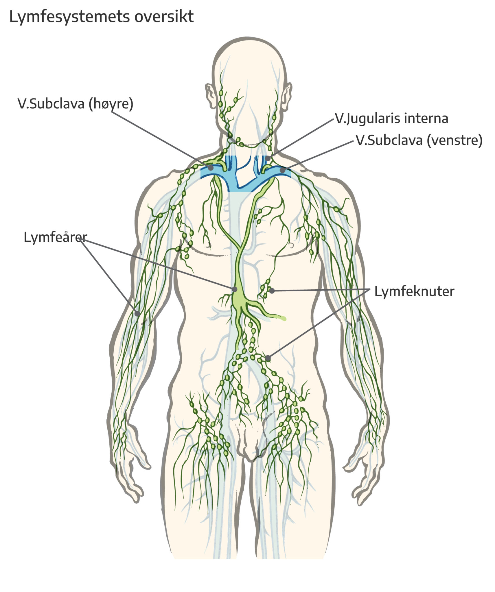 2.1 Lymfeårer – Sirkulasjonssystemet, lymfe og temperaturregulering