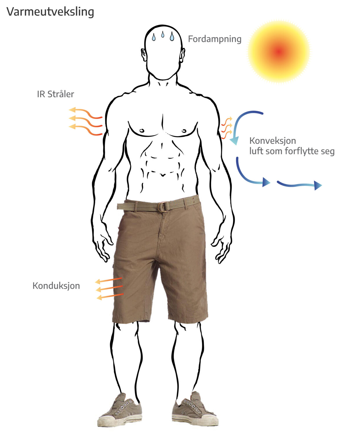 3.2 Varmeproduksjon og varmetap – Sirkulasjonssystemet, lymfe og temperaturregulering