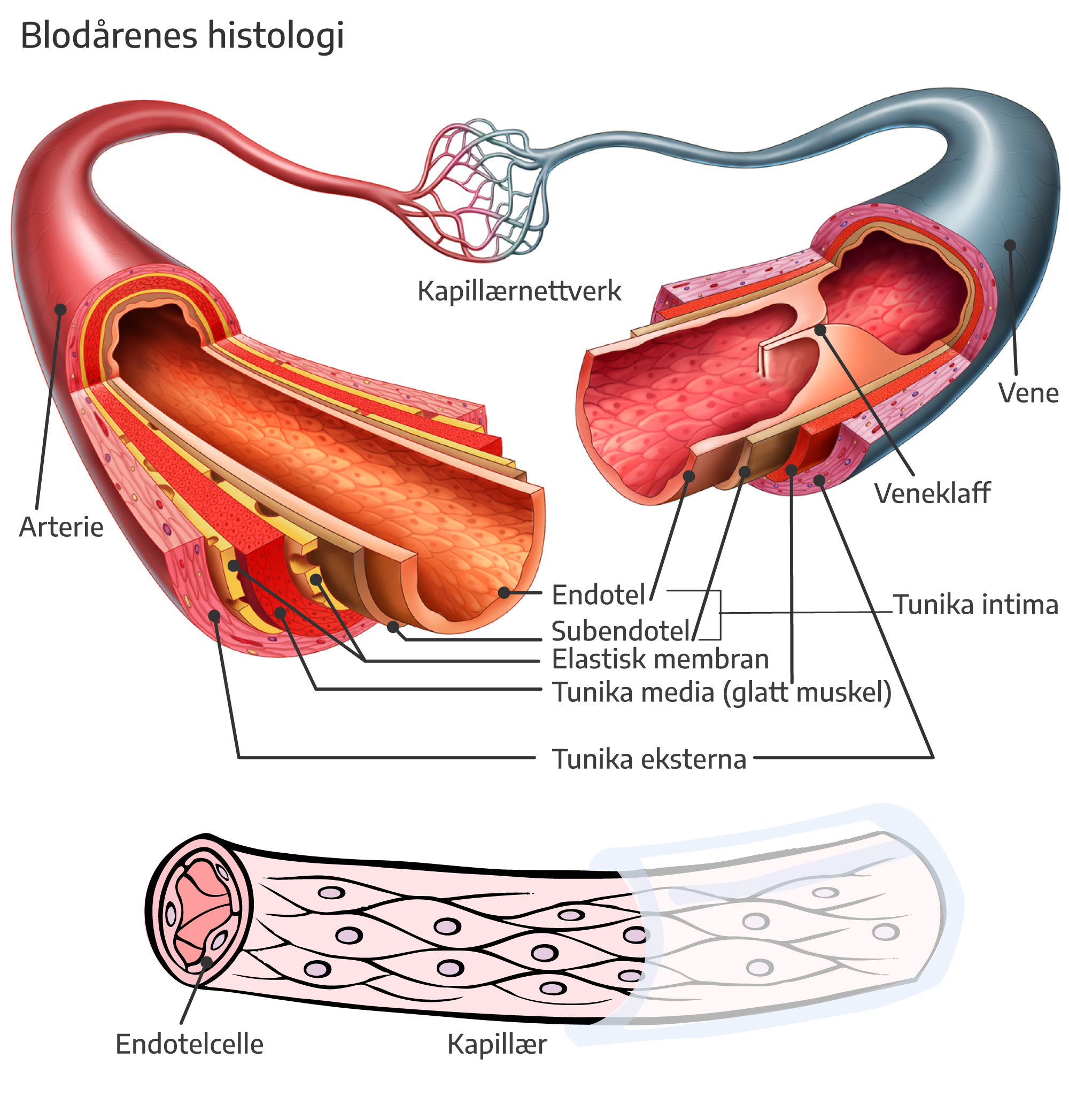 1.1 Blodårene: arterier, vener og kapillærer – Sirkulasjonssystemet, lymfe og temperaturregulering