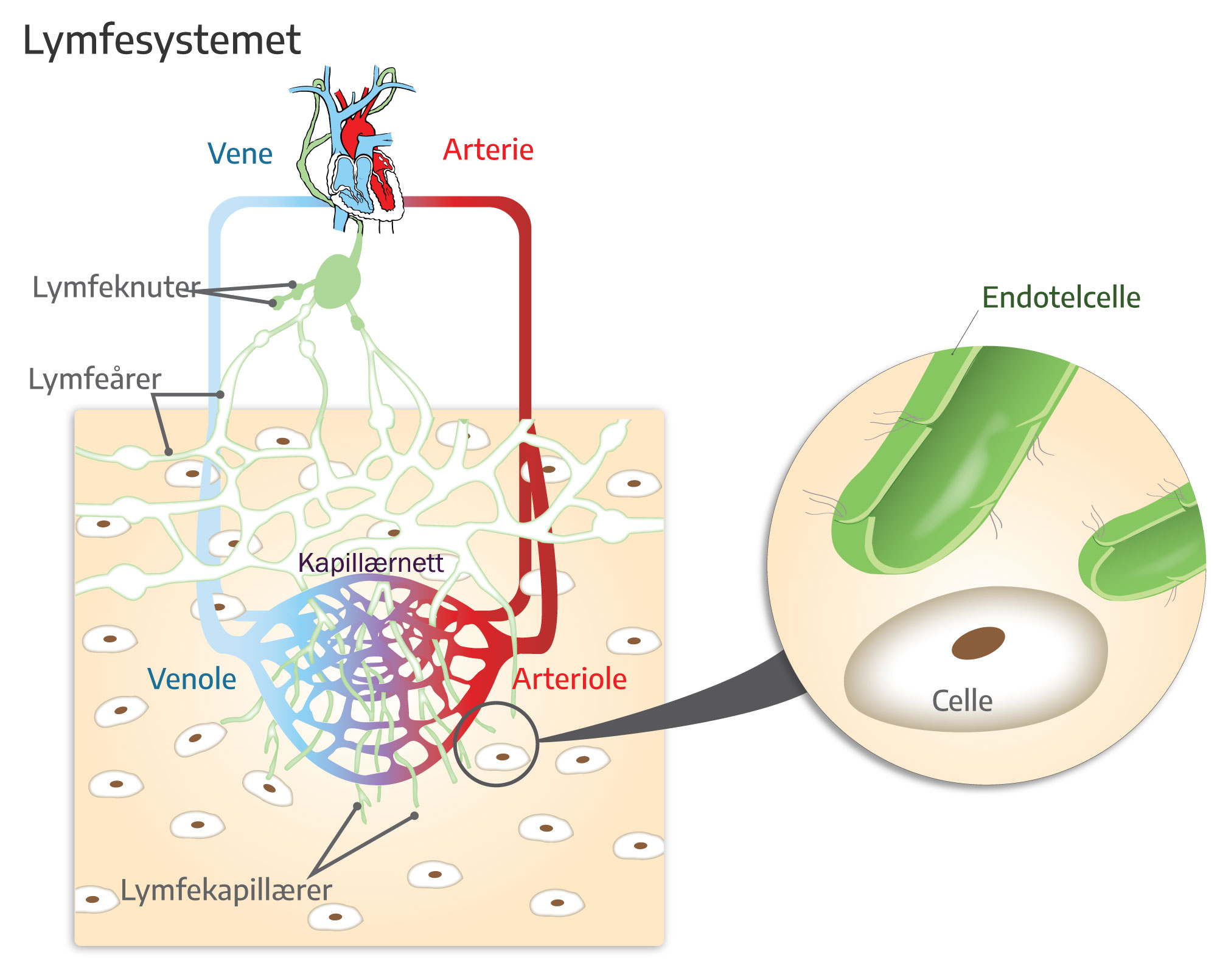 2.1 Lymfeårer – Sirkulasjonssystemet, lymfe og temperaturregulering
