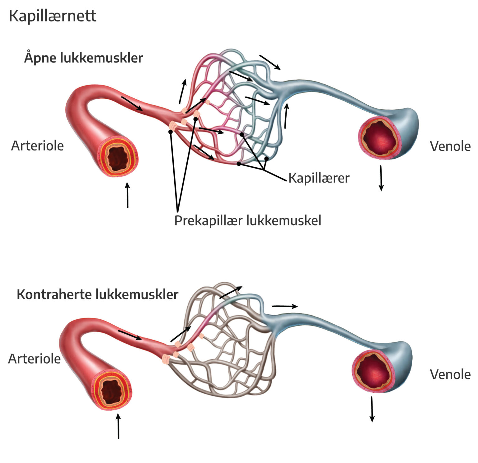1.1.2 Kapillærene – Sirkulasjonssystemet, lymfe og temperaturregulering